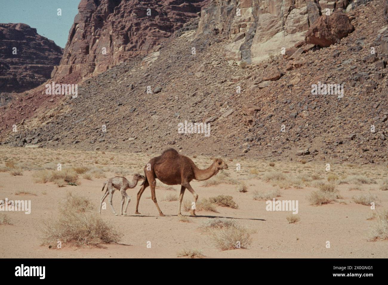 A camel cow with a few hours old young animal in the valley of Wadi Rum ...
