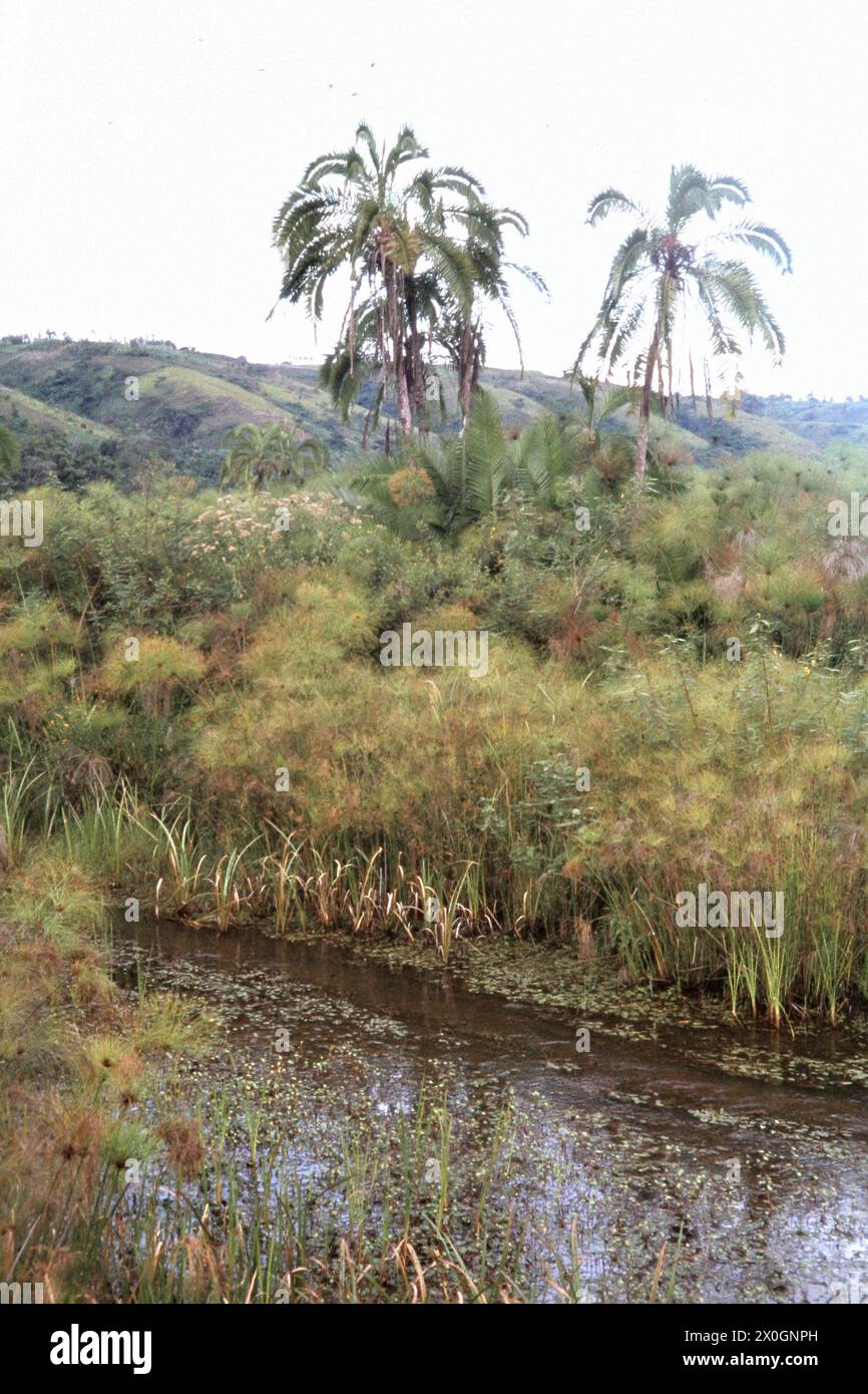Papyrus and palm trees next to a river in the countryside of Rwanda ...