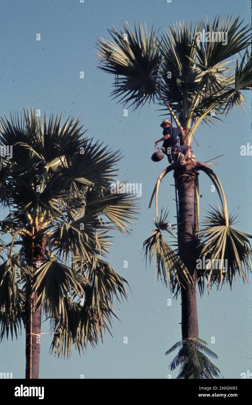 A man harvests the juice of a palm tree in Chiang Mai, which is later ...