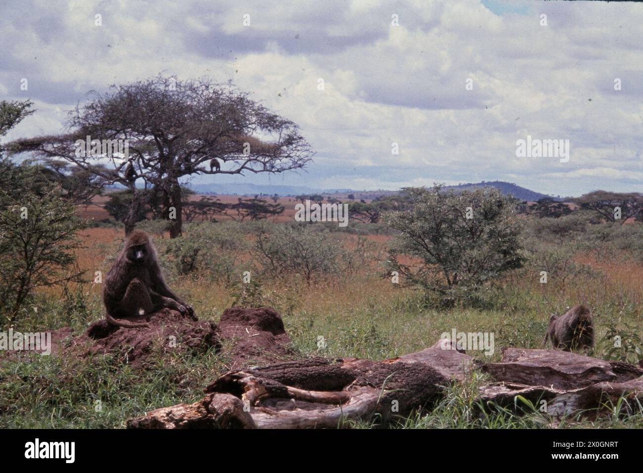 Baboons on a rock in front of Seronera Lodge in the Serengeti ...