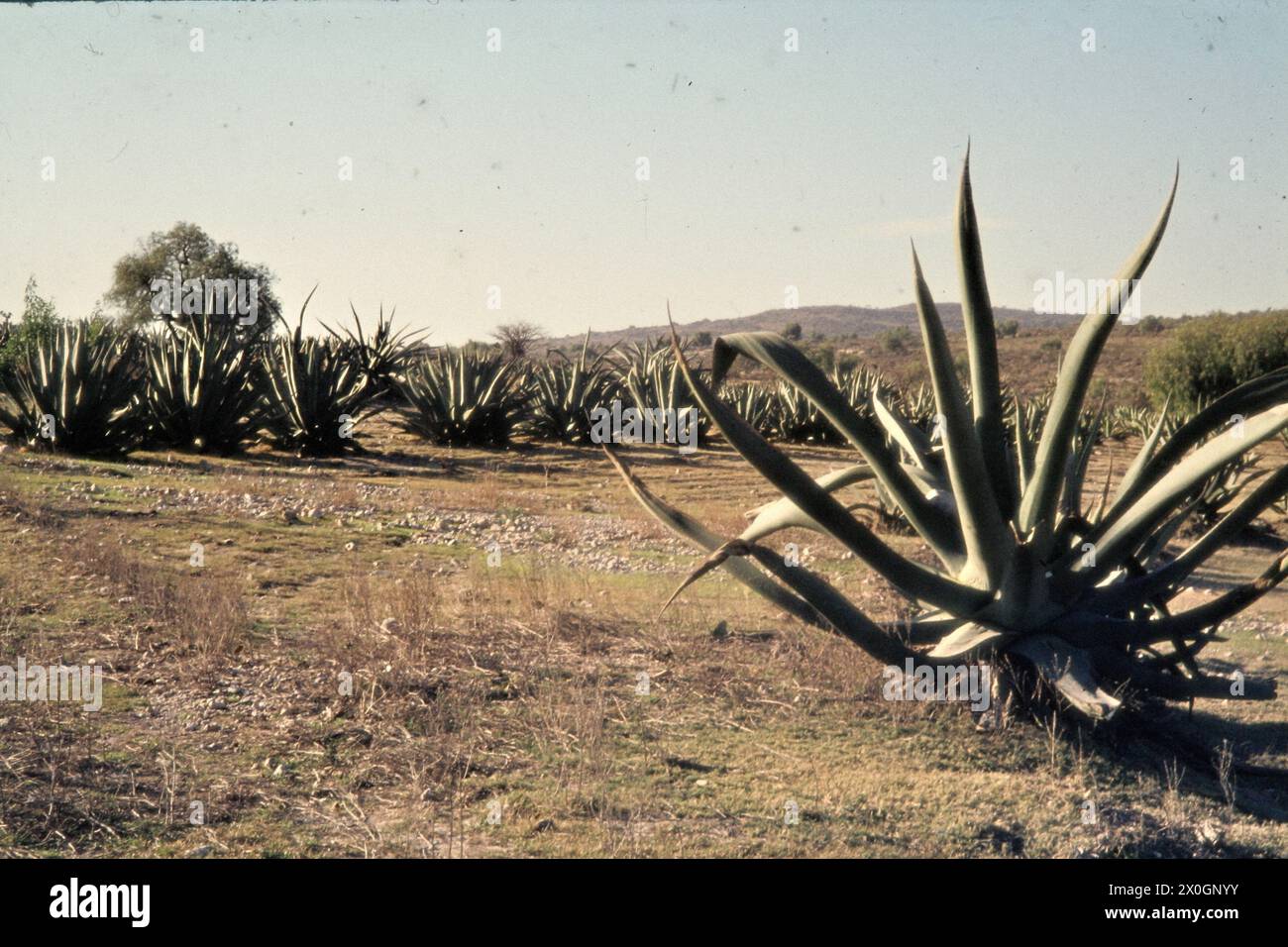 Tequilla agaves in the high valley of Anáhuac in Mexico. [automated ...