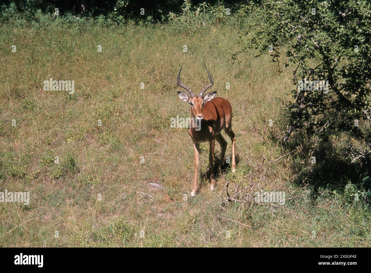 An impala buck in the Kruger National Park in north-eastern South ...