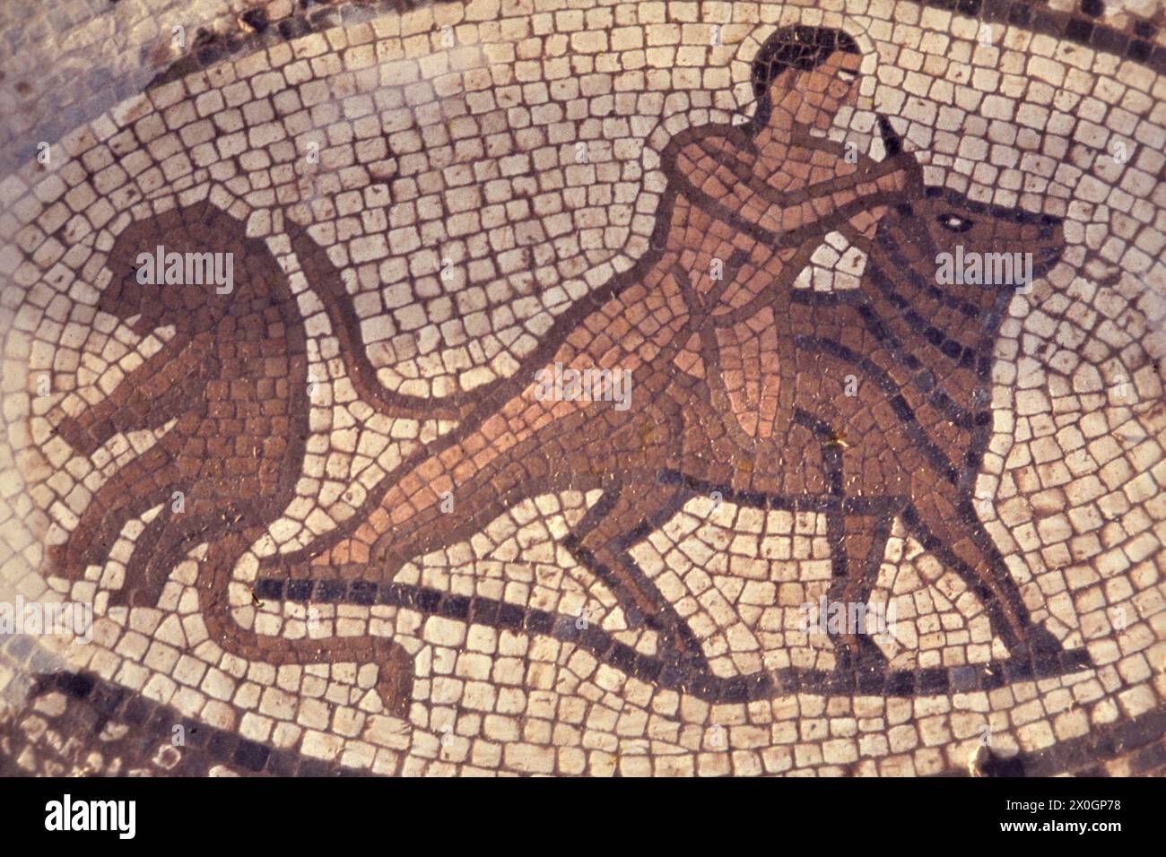 A mosaic with Heracles wrestling with a bull in the ancient Roman city ...