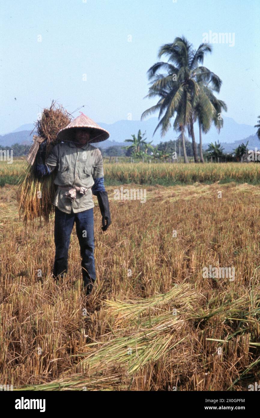 A farmer in a conical hat threshing rice in a rice field near ...