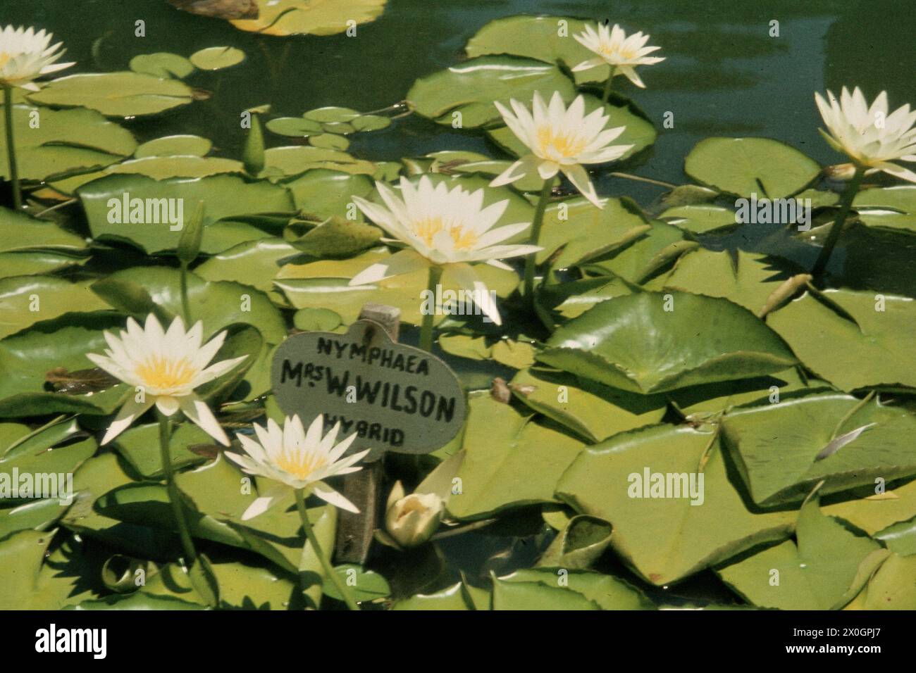 Close-up of a Nymphaea water lily in a pond in the Cape Town Botanical ...