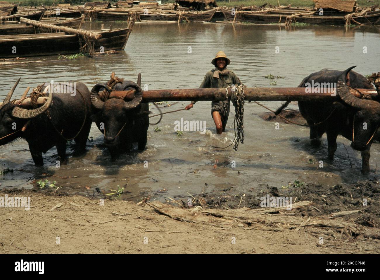 Water buffalos pull tree trunks out of the water in a teak harbour in ...