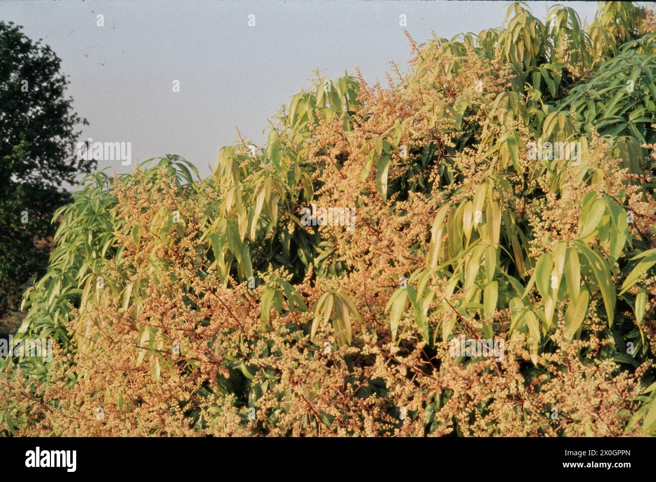 A mango tree in bloom in Badikaha. [automated translation] Stock Photo ...