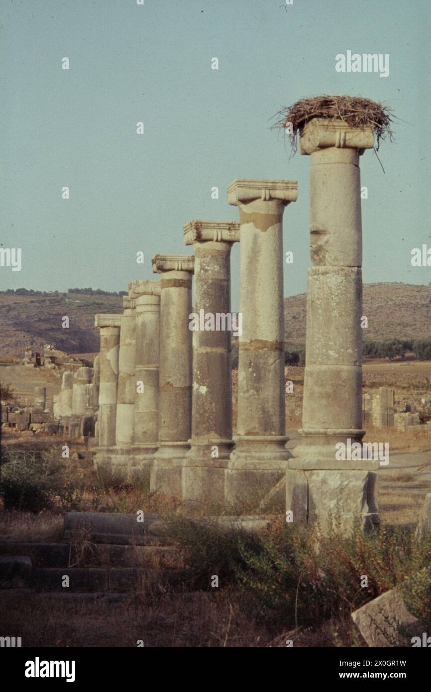 Columns of the Decumanus Maximus in the ancient Roman city of Volubilis ...