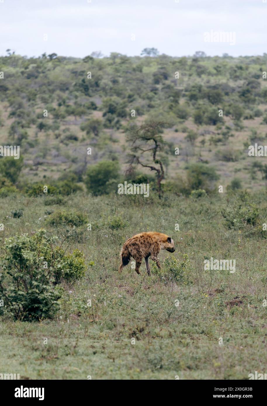 Wild spotted hyena walk in African savanna. Autumn, October safari ...