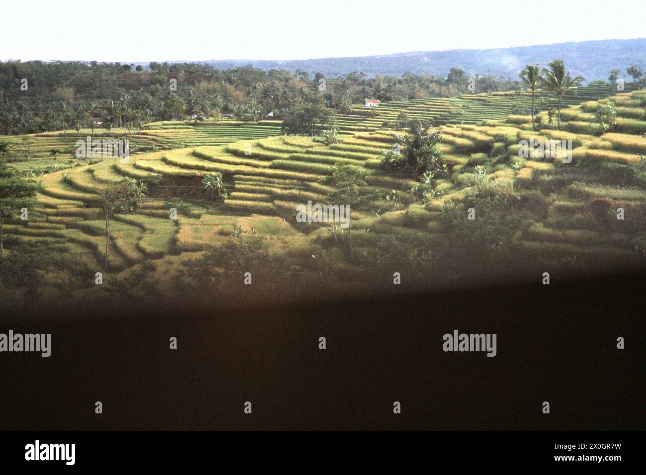 Rice terraces on a hill in Malanbrong, western Javanese. [automated ...