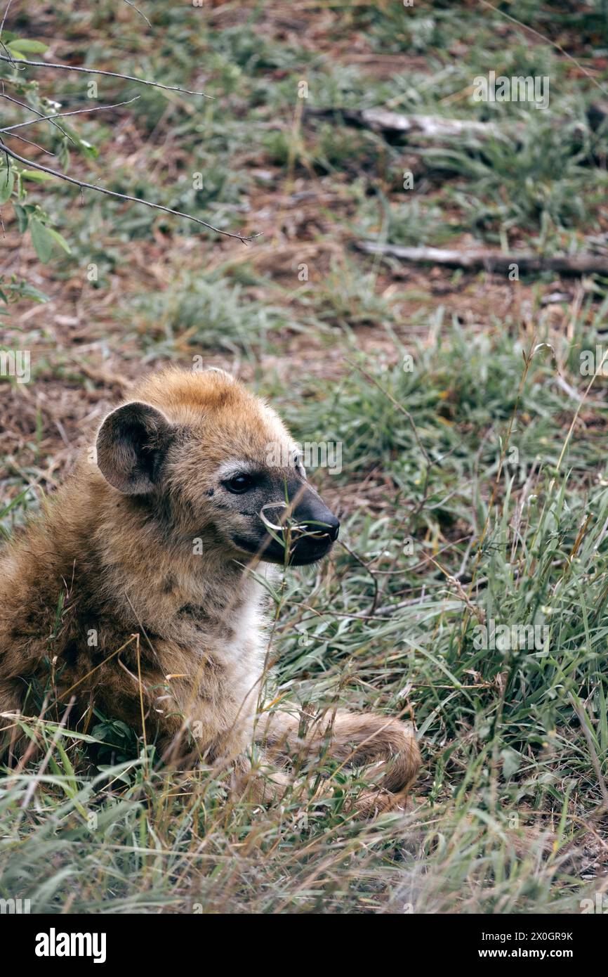 Brown hyena in zoo hi-res stock photography and images - Alamy