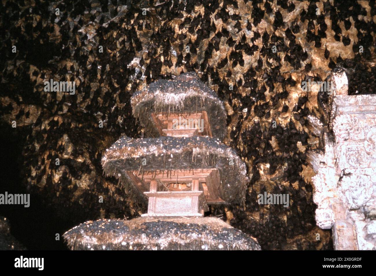 Bats on the ceiling of the Goa Lawah cave in Klungkung, which is used ...