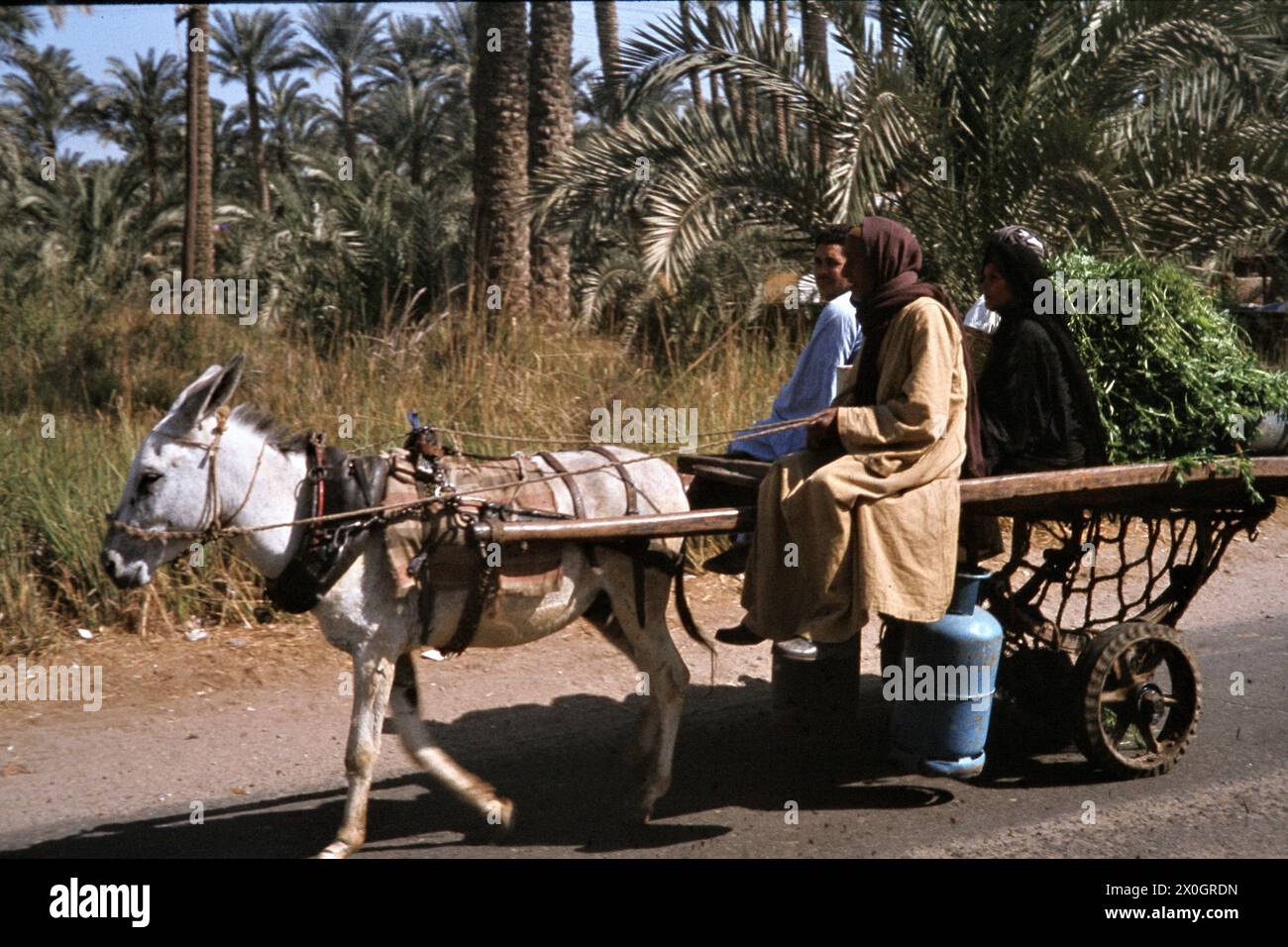 A mule pulls a cart loaded with people on a road in Memphis. [automated ...