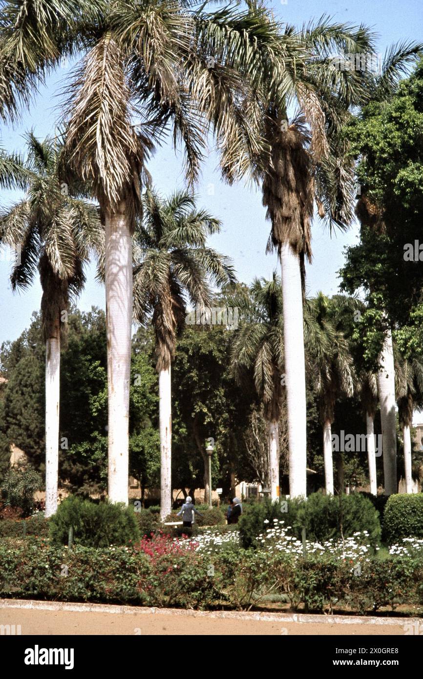 An avenue of palm trees in front of an agricultural museum in Cairo ...