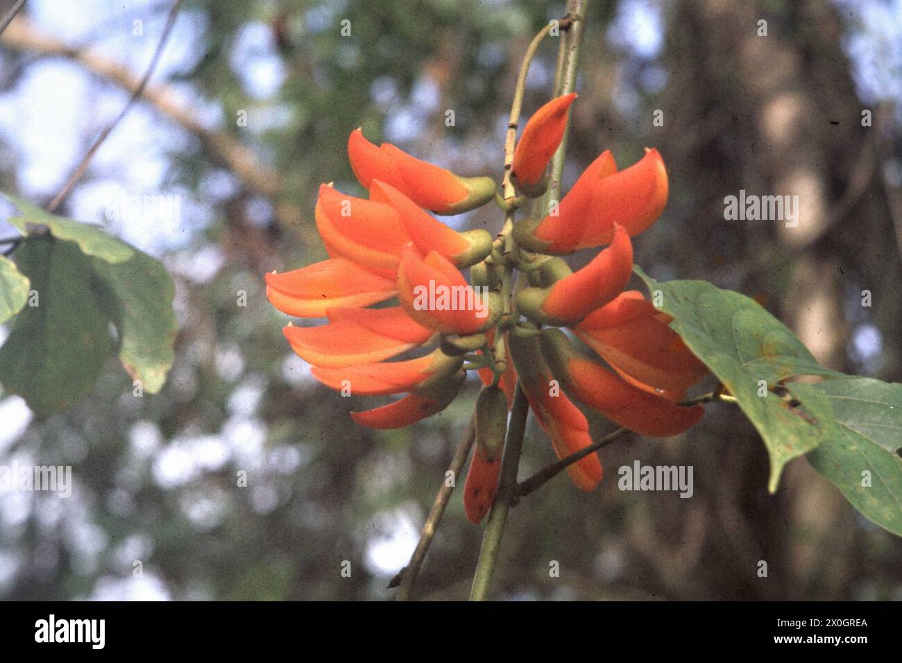 Achote hi-res stock photography and images - Alamy