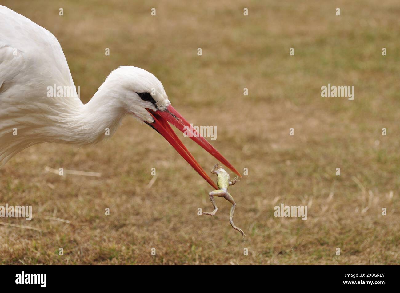 Bird eating frog hi-res stock photography and images - Alamy