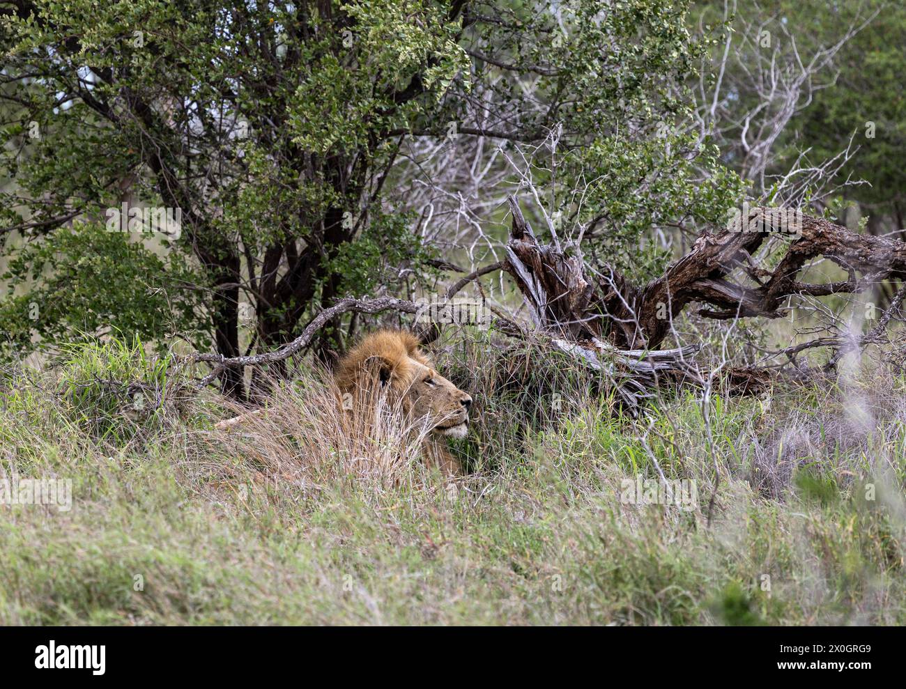 African male lion in natural habitat, wild nature, lies resting in ...