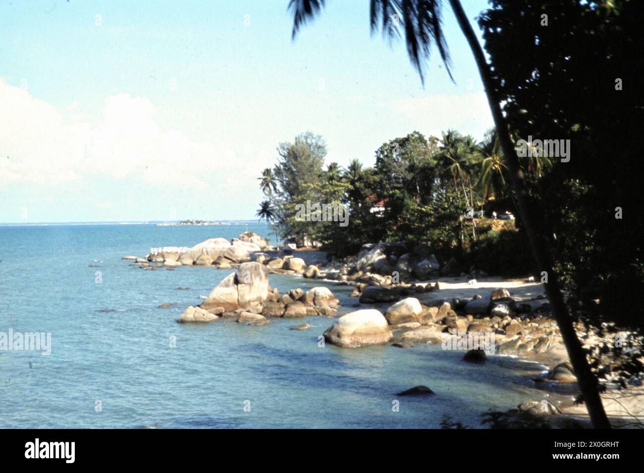 Palm trees on the stony north coast of Penang Island. [automated ...
