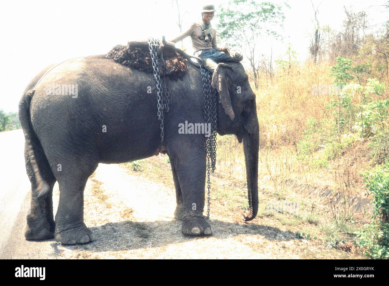 A 38-year-old female working elephant with rider and chains on his back ...