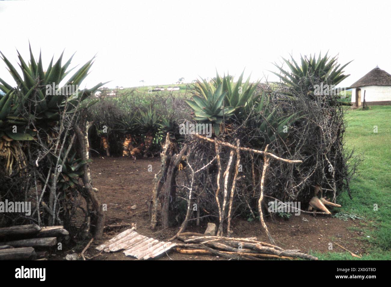 A cattle kraal (cattle pen) in a village on the Bashee River in ...