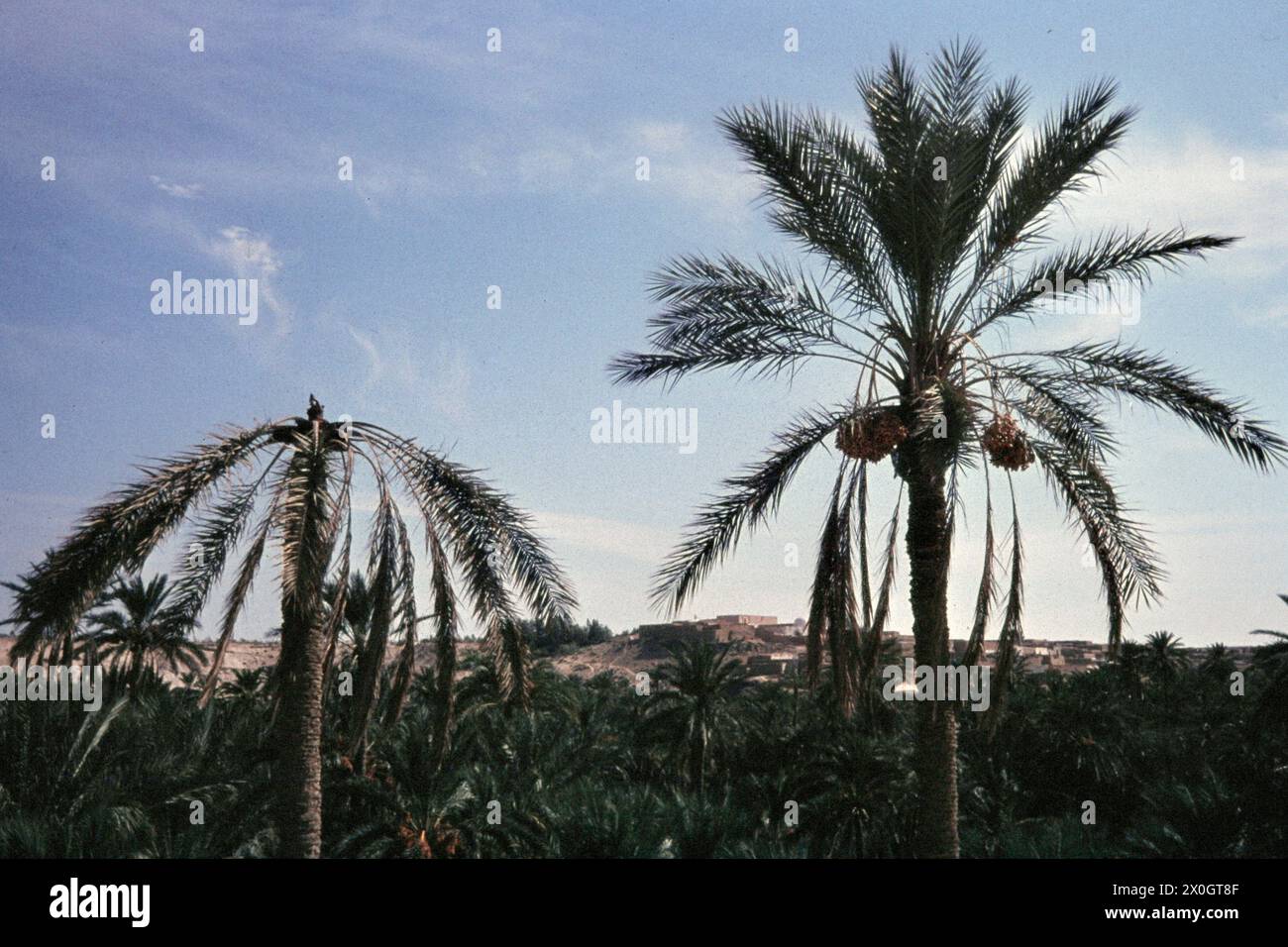 Male and female palm tree in the Neftas oasis. [automated translation ...