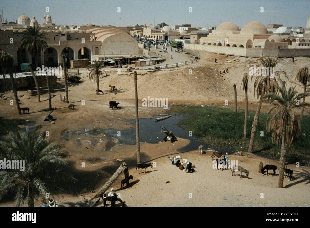 View of an oasis with palm trees in front of the town of Qued Souf ...