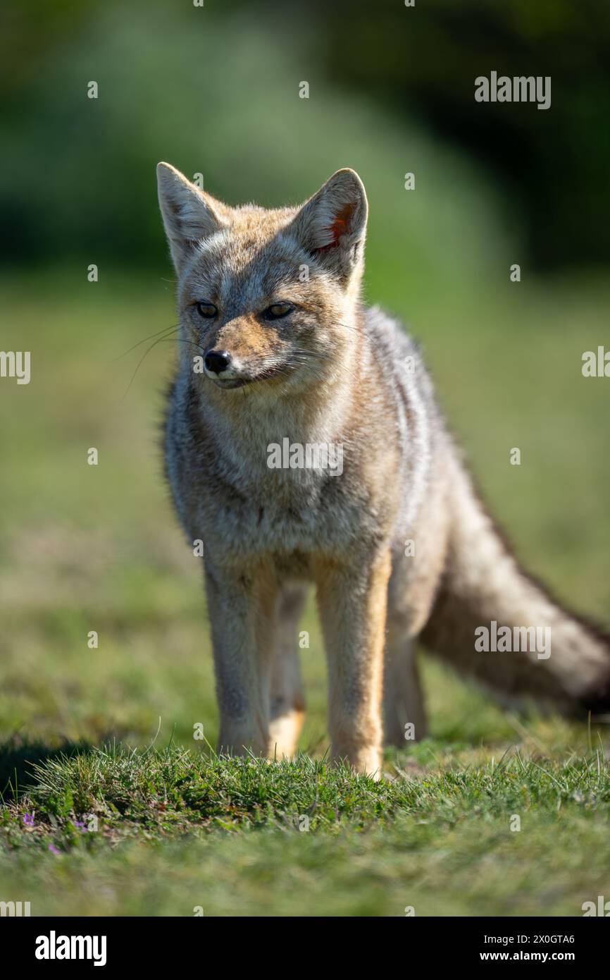 Close-up of South American gray fox staring Stock Photo - Alamy