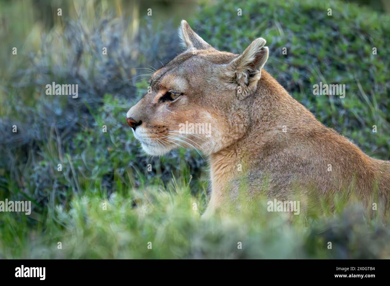 Close-up of puma sitting among thick bushes Stock Photo - Alamy