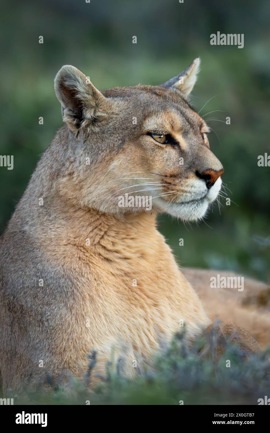 Close-up of puma lying with mouth closed Stock Photo - Alamy