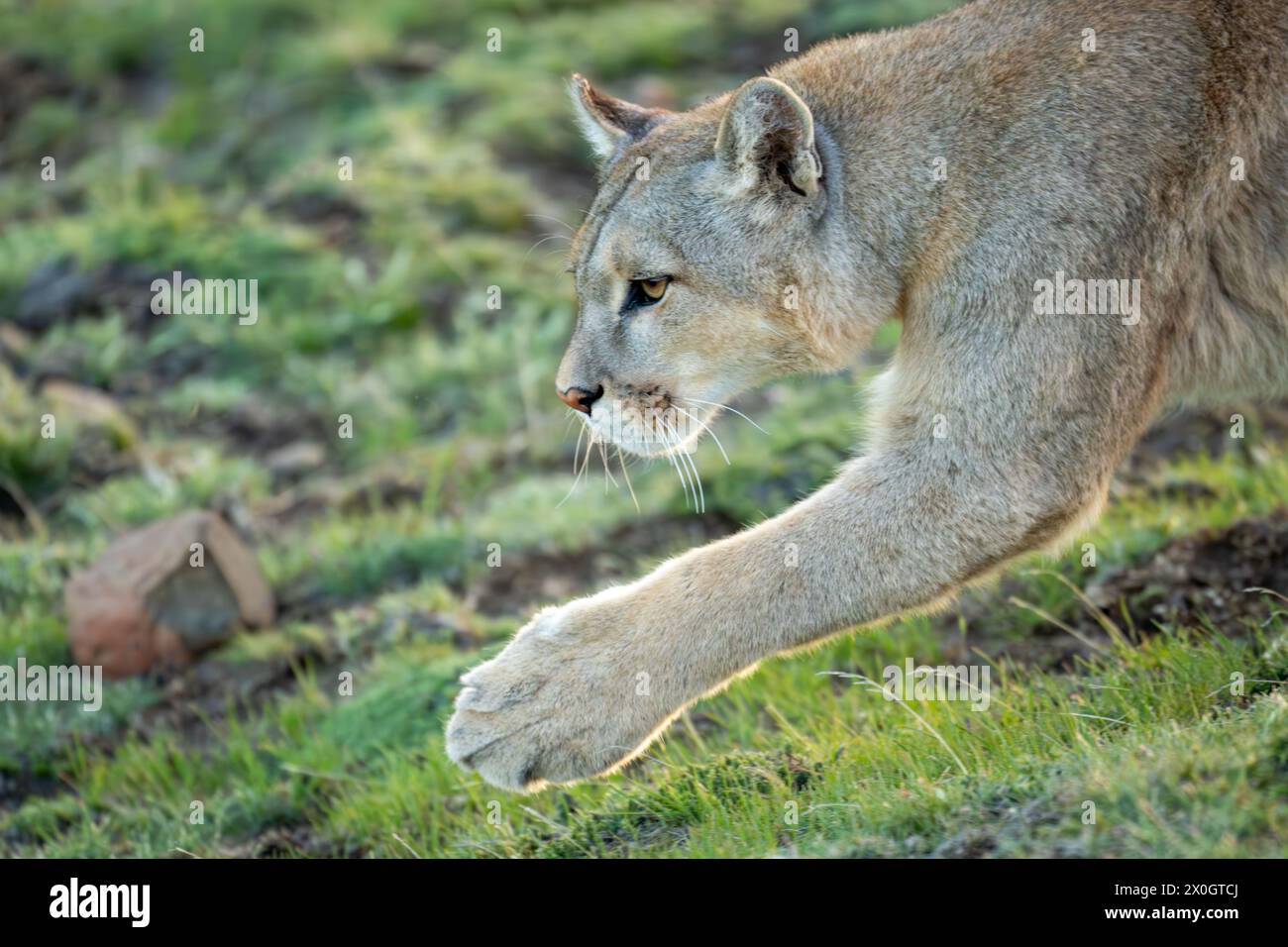 Close up puma walking hi-res stock photography and images - Alamy