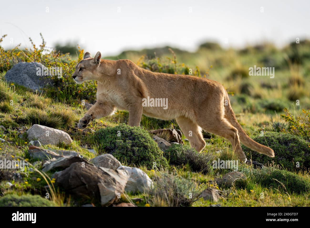 Female puma climbs slope on rocky scrubland Stock Photo - Alamy