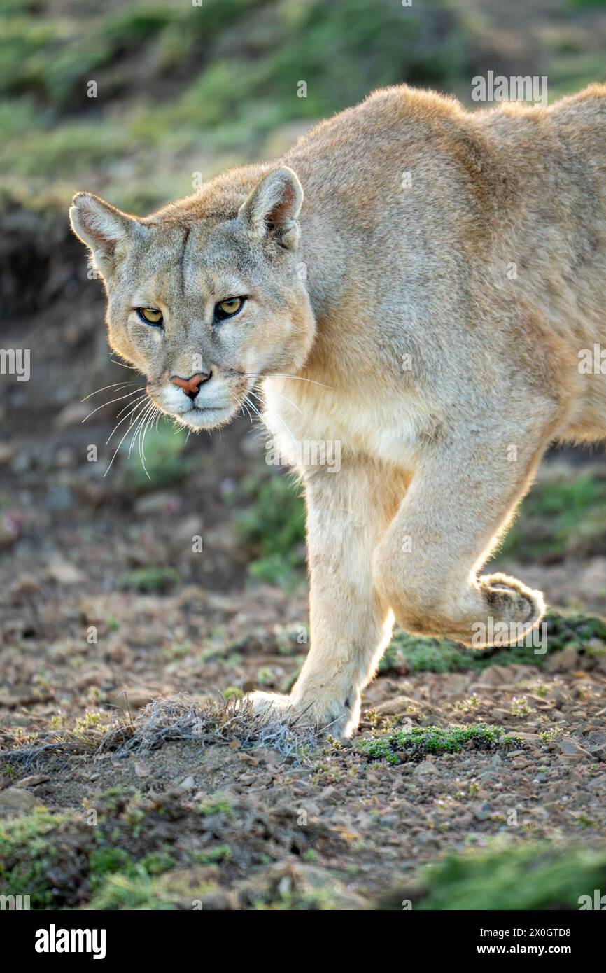 Close-up of puma turning head while walking Stock Photo - Alamy
