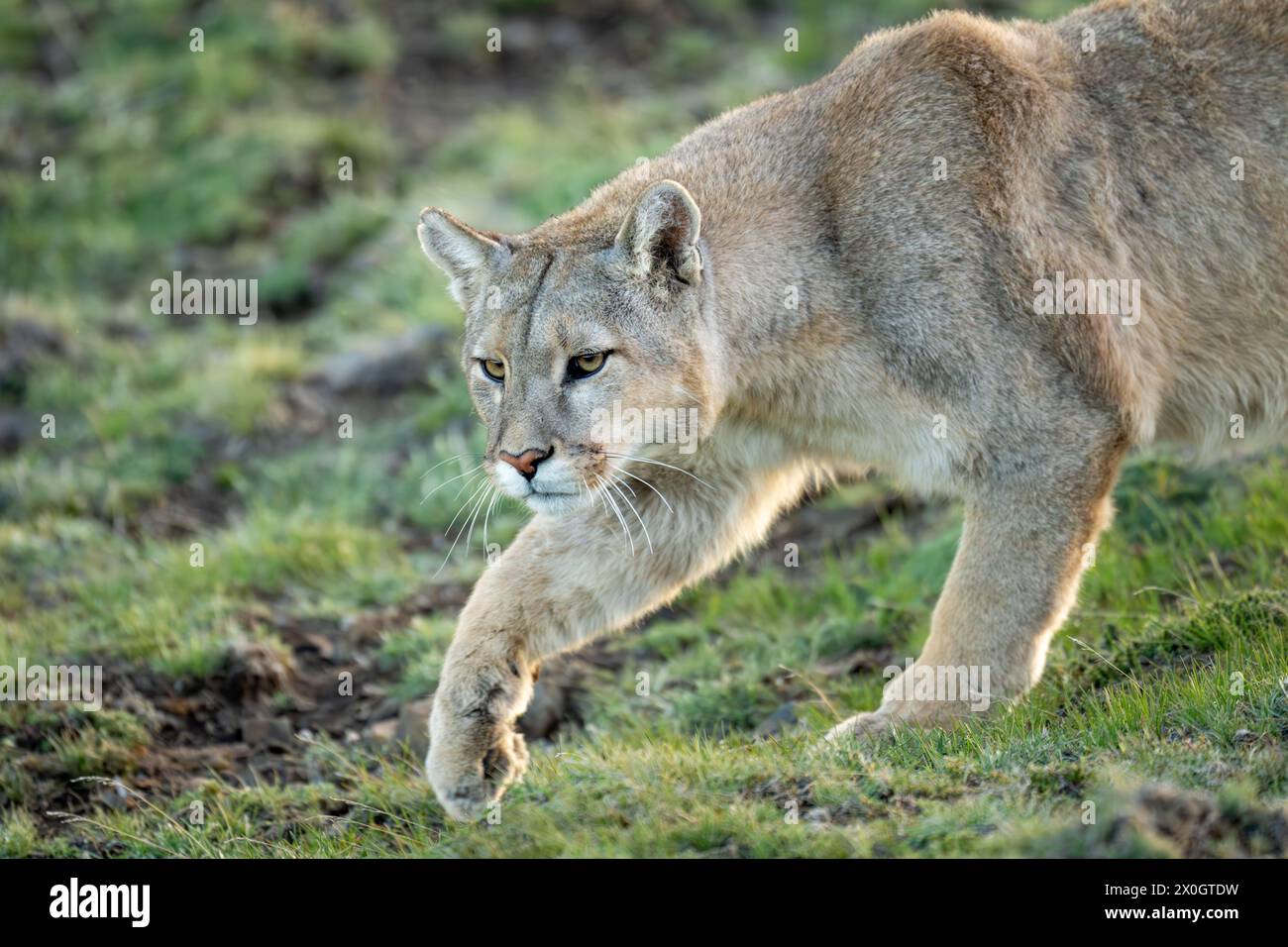 Close-up of puma walking with lifted paw Stock Photo - Alamy