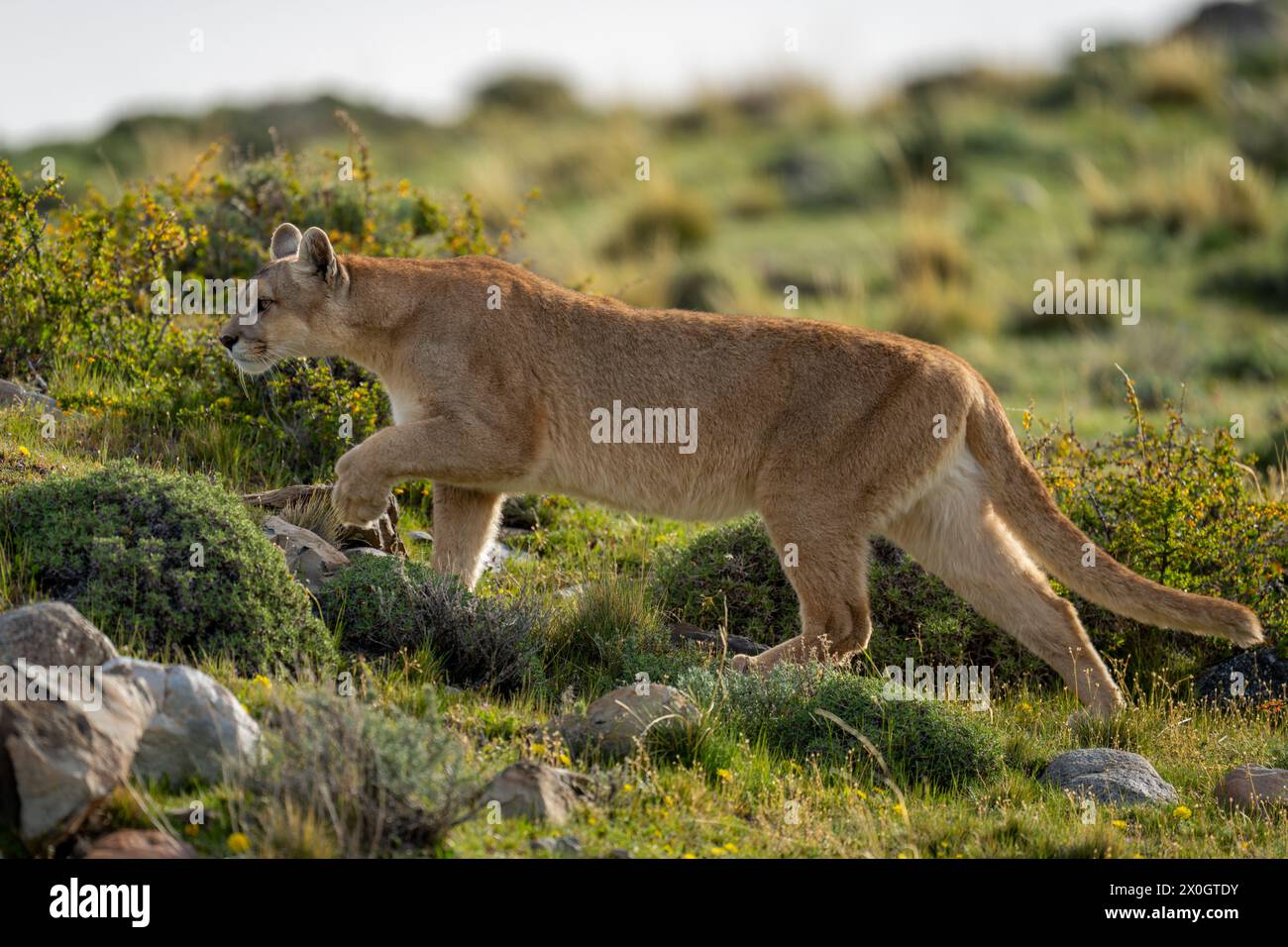 Female puma walking past bushes lifting paw Stock Photo - Alamy