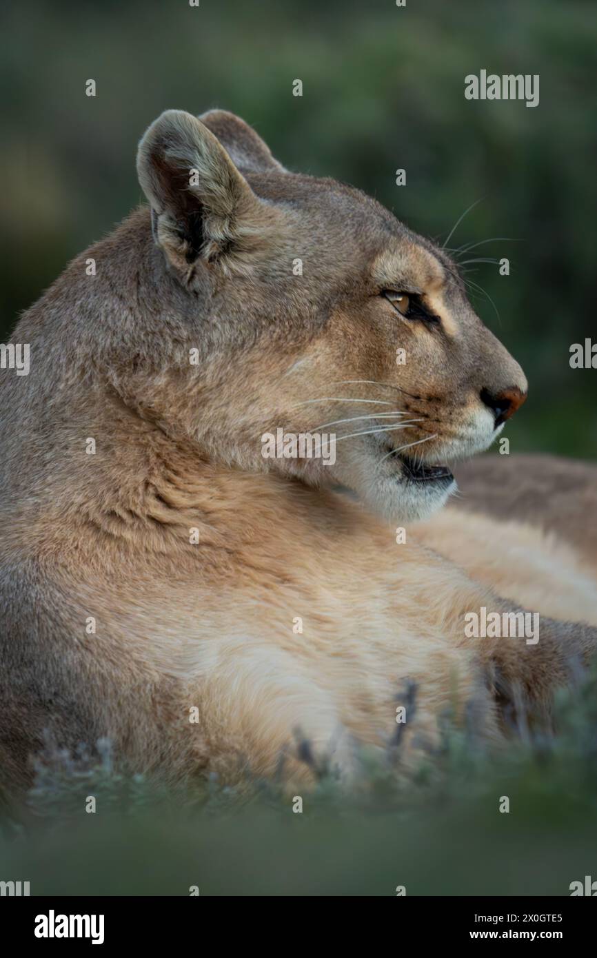 Close-up of puma lying with open mouth Stock Photo - Alamy