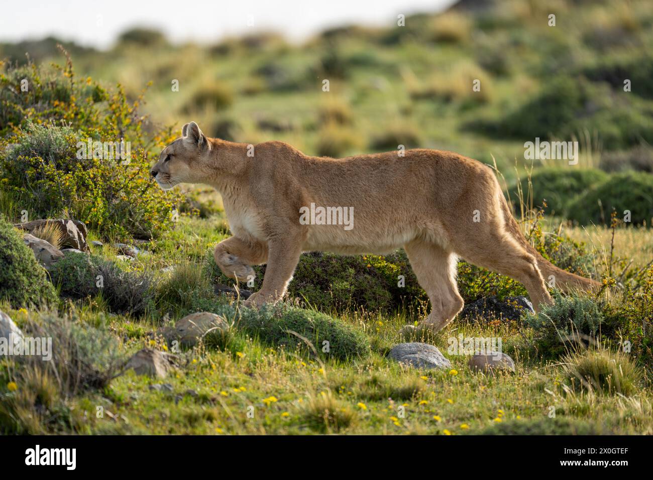 Female puma walks past bushes lifting paw Stock Photo - Alamy