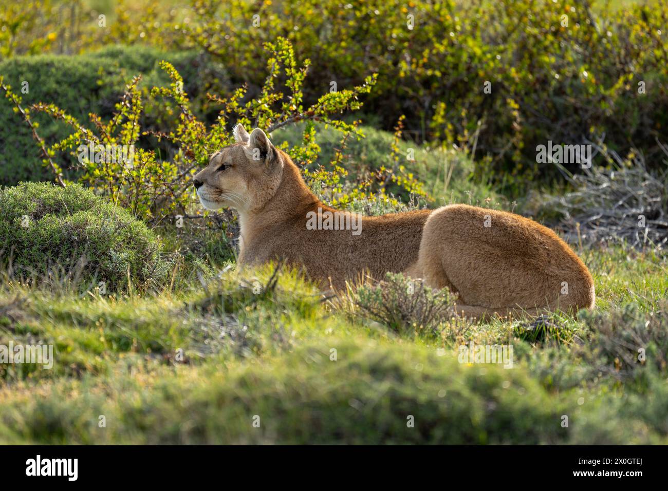Female puma lies in bushes in profile Stock Photo - Alamy