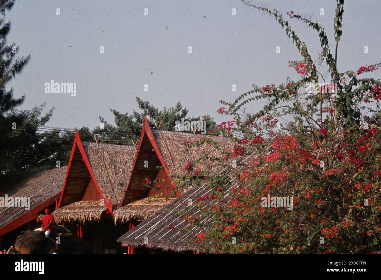 A rose garden with red roses next to houses with red walls in a village ...