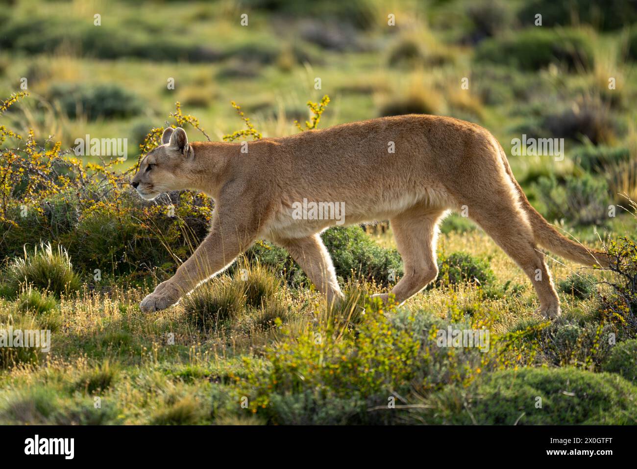 Female puma walks through bushes in scrubland Stock Photo - Alamy