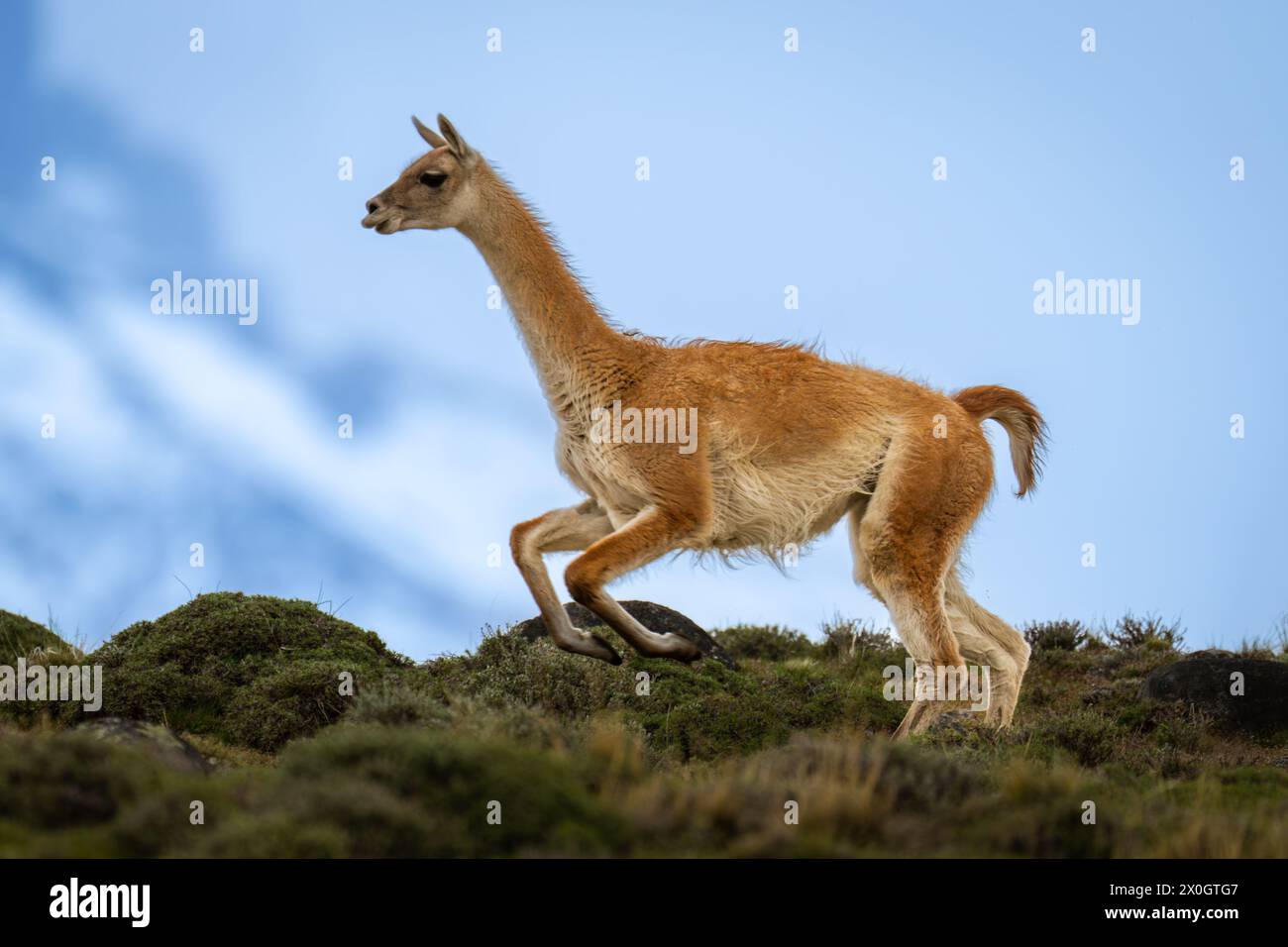 Bushy mountain hi-res stock photography and images - Alamy