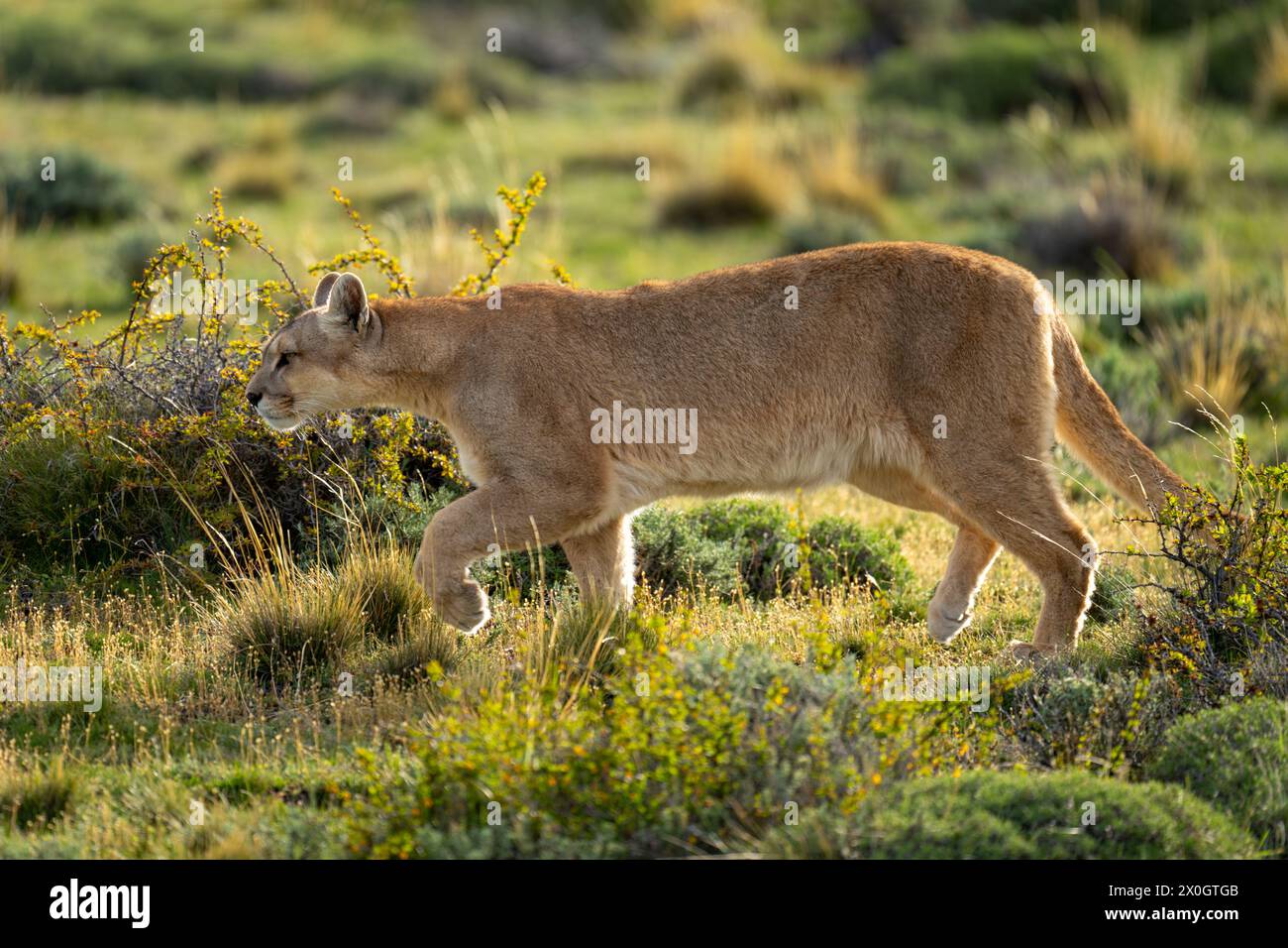 Female puma walks past bushes in scrubland Stock Photo - Alamy