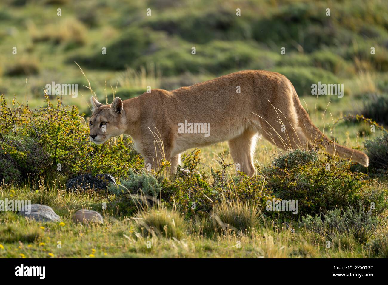 Female puma walks through bushes in sunshine Stock Photo - Alamy