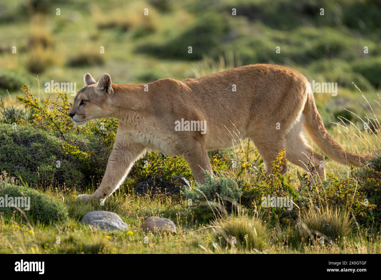 Female puma walks amongst bushes in scrubland Stock Photo - Alamy