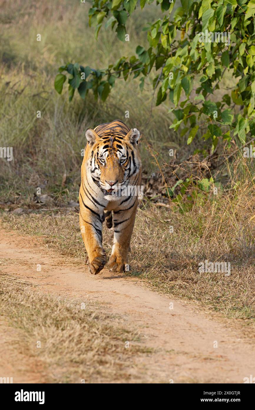 Royal Bengal Tiger, Panthera tigris, male, Panna Tiger Reserve, Madhya ...