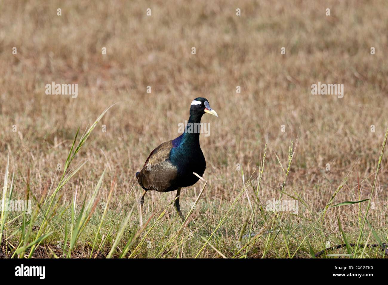 Bronze-winged Jacana, Metopidius indicus, Bhitarkanika, Odisha, India ...