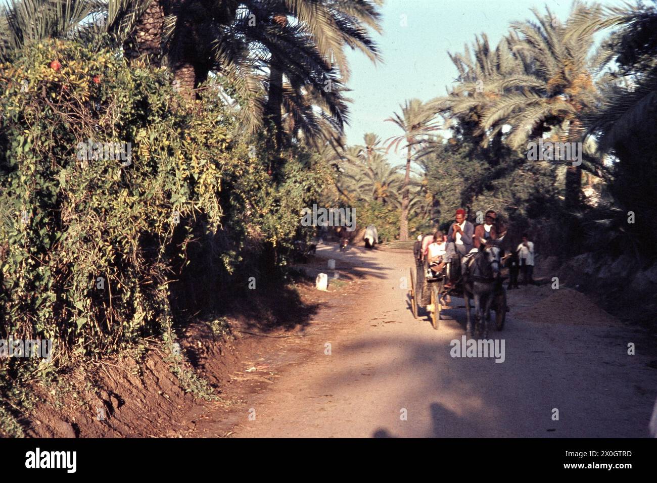 A carriage drives tourists through the oasis of Gabès. [automated ...