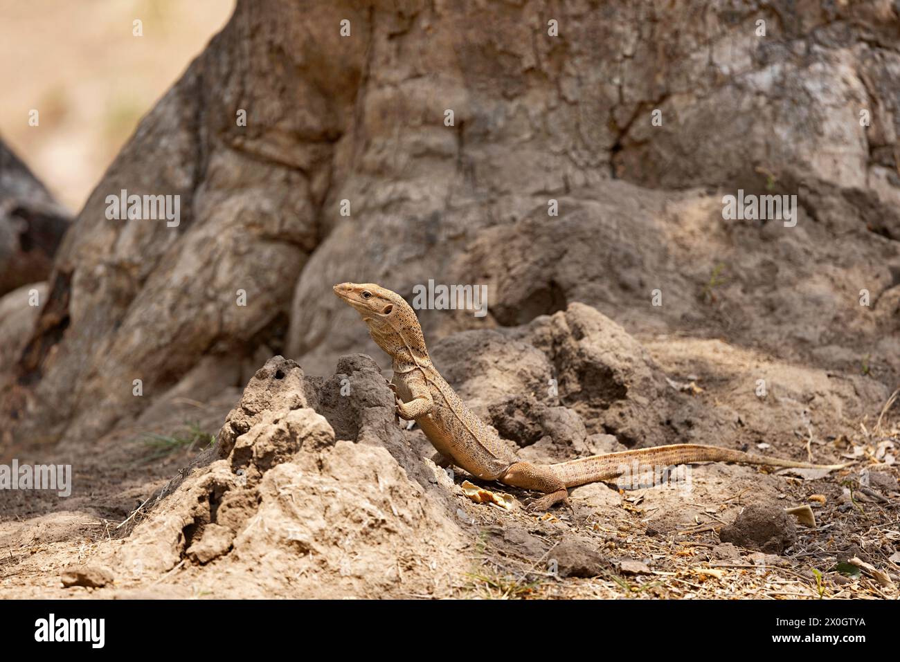 Monitor Lizard, Varanus albigularis, Panna Tiger Reserve, Madhya ...