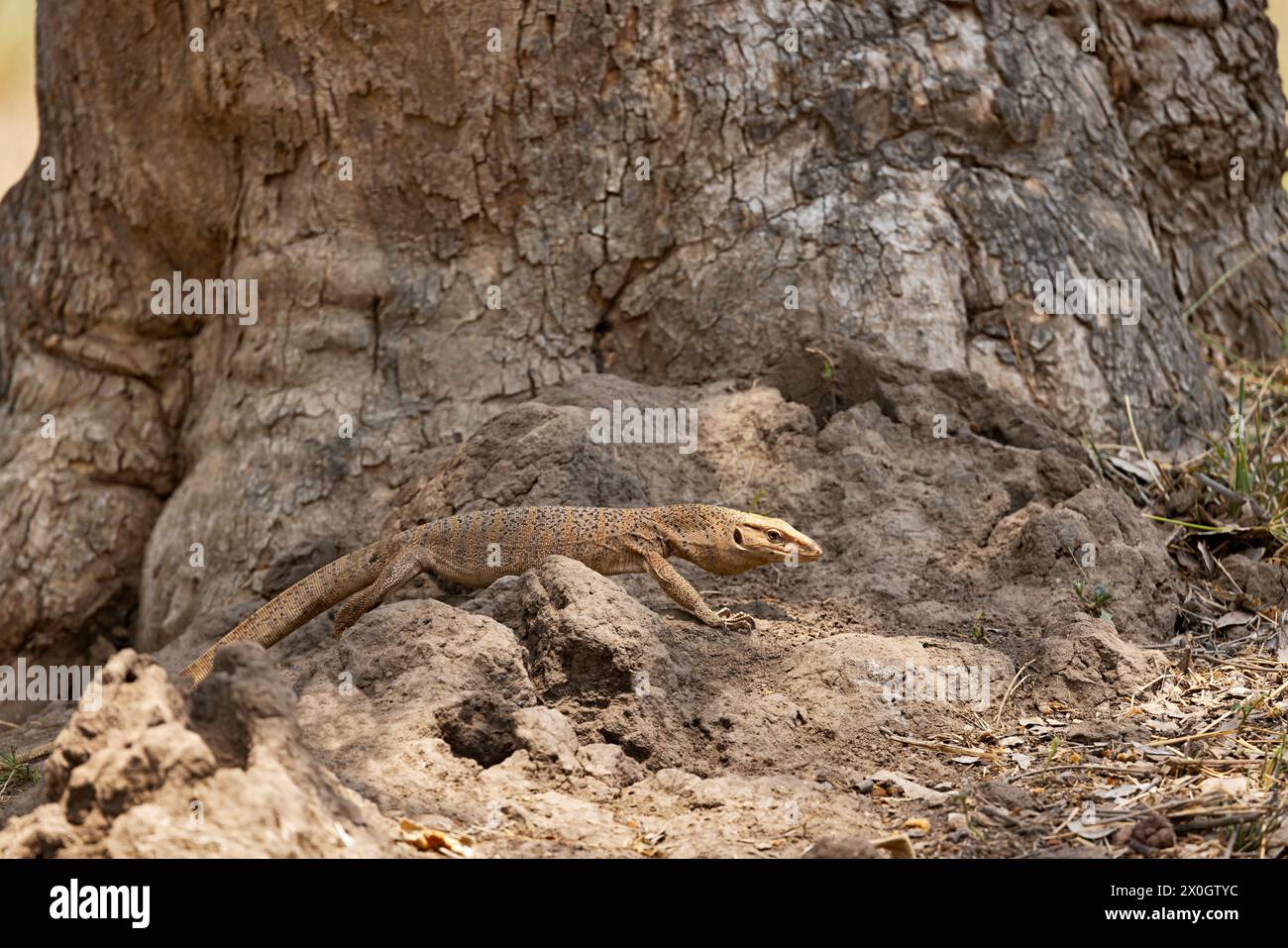 Monitor Lizard, Varanus albigularis, Panna Tiger Reserve, Madhya ...
