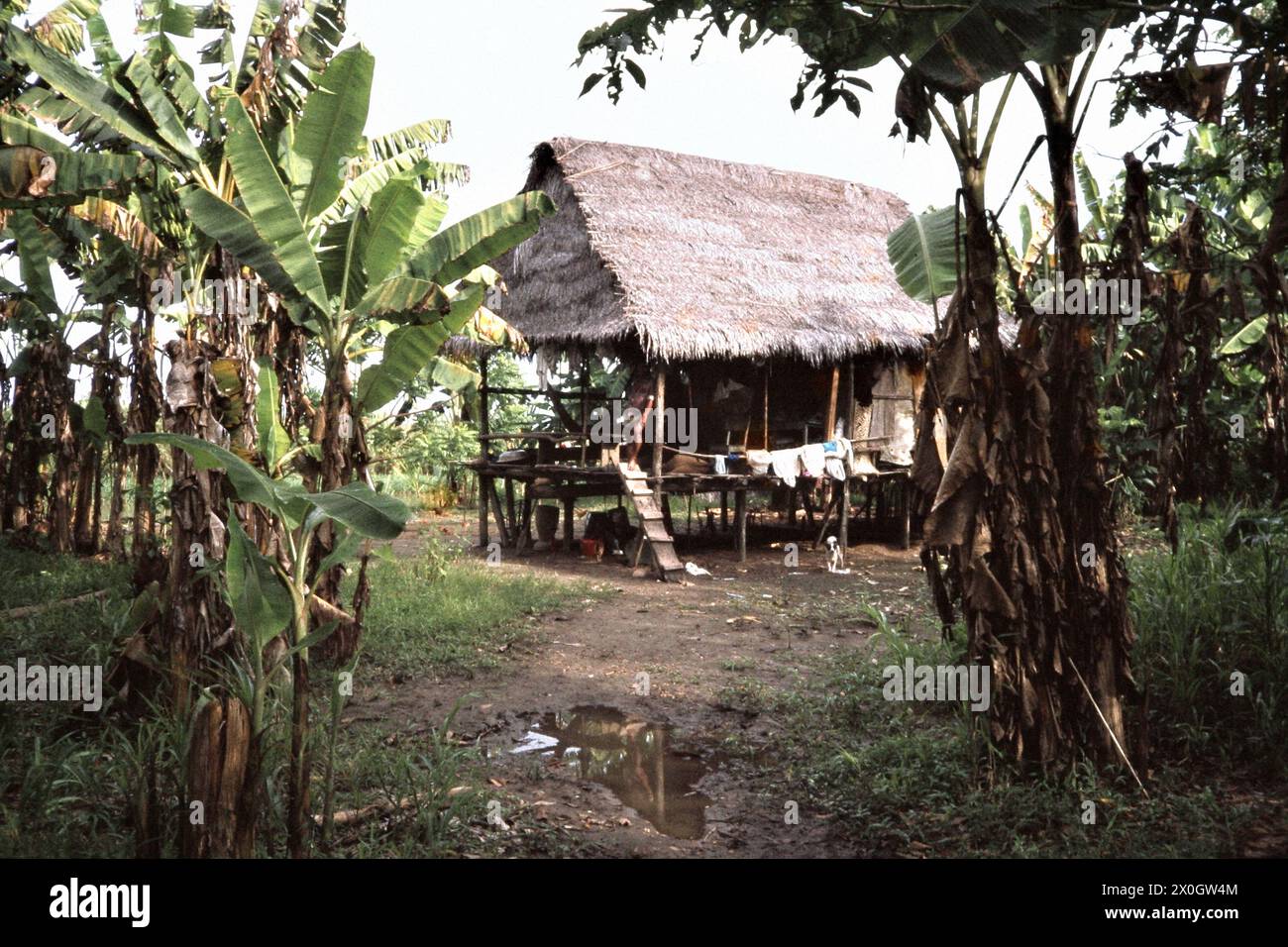 Residential house in the Amazon rainforest near Iquitos. [automated ...