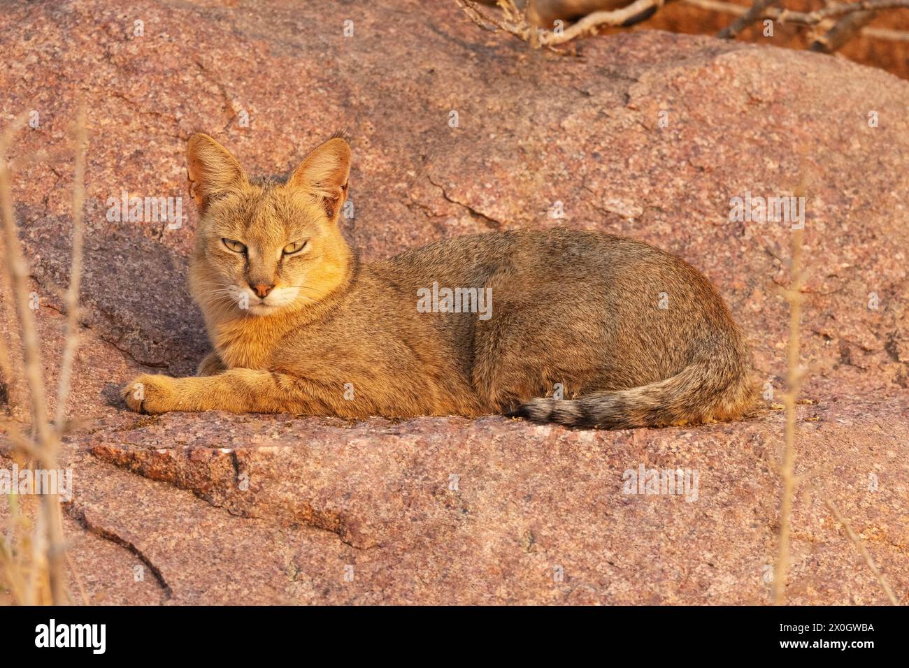Jungle Cat, Felis chaus, female, Panna Tiger Reserve, Karnataka, India ...